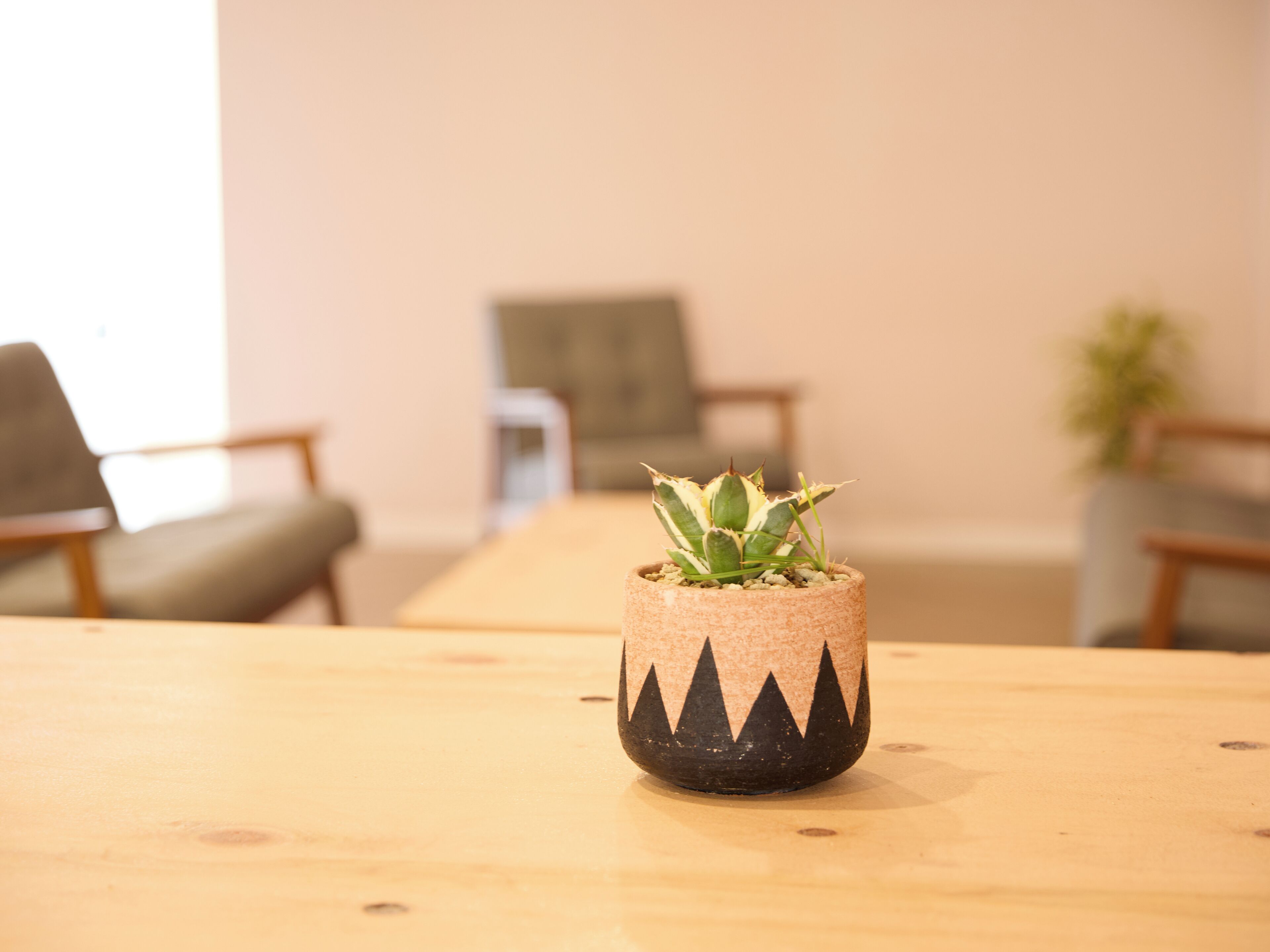 Uma pequena planta em vaso sobre uma mesa de madeira num quarto com duas cadeiras e um sofá.