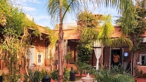 Um pátio com uma fonte, palmeiras e plantas floridas.