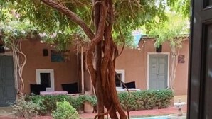 Uma árvore com tronco robusto e raízes extensas, localizada em um pátio com piscina e plantas em vasos.