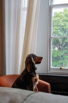 Um cão sentado perto de uma janela com cortinas, olhando para uma árvore lá fora.