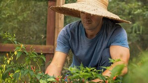 Alguém cuidando de plantas em uma área de jardim com uma estrutura de madeira ao fundo.