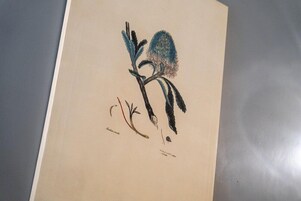 Desenho de uma planta com uma flor azul e um caule marrom.