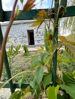 Um edifício de pedra com uma pequena porta, cercado por vegetação e uma grade de metal.