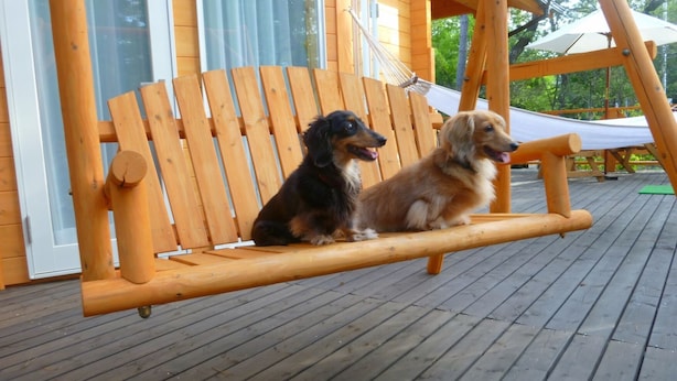 Dois cães sentados num banco de baloiço de madeira ao ar livre.