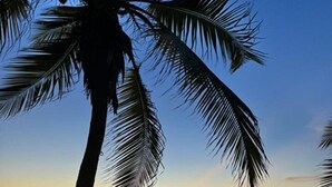 Cena de praia com palmeira e ondas do oceano.