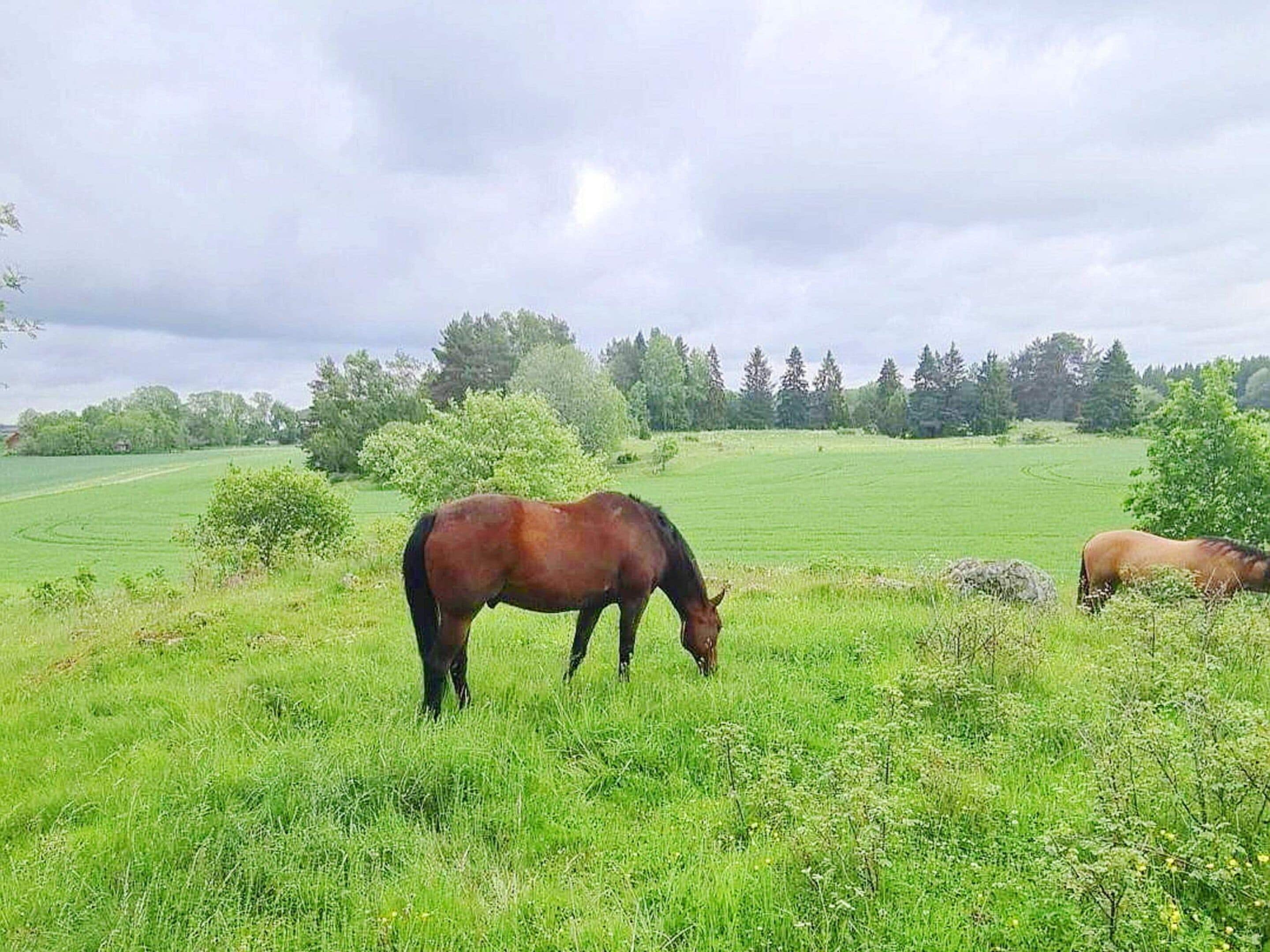 Um cavalo pastando em um campo gramado, com árvores ao fundo.