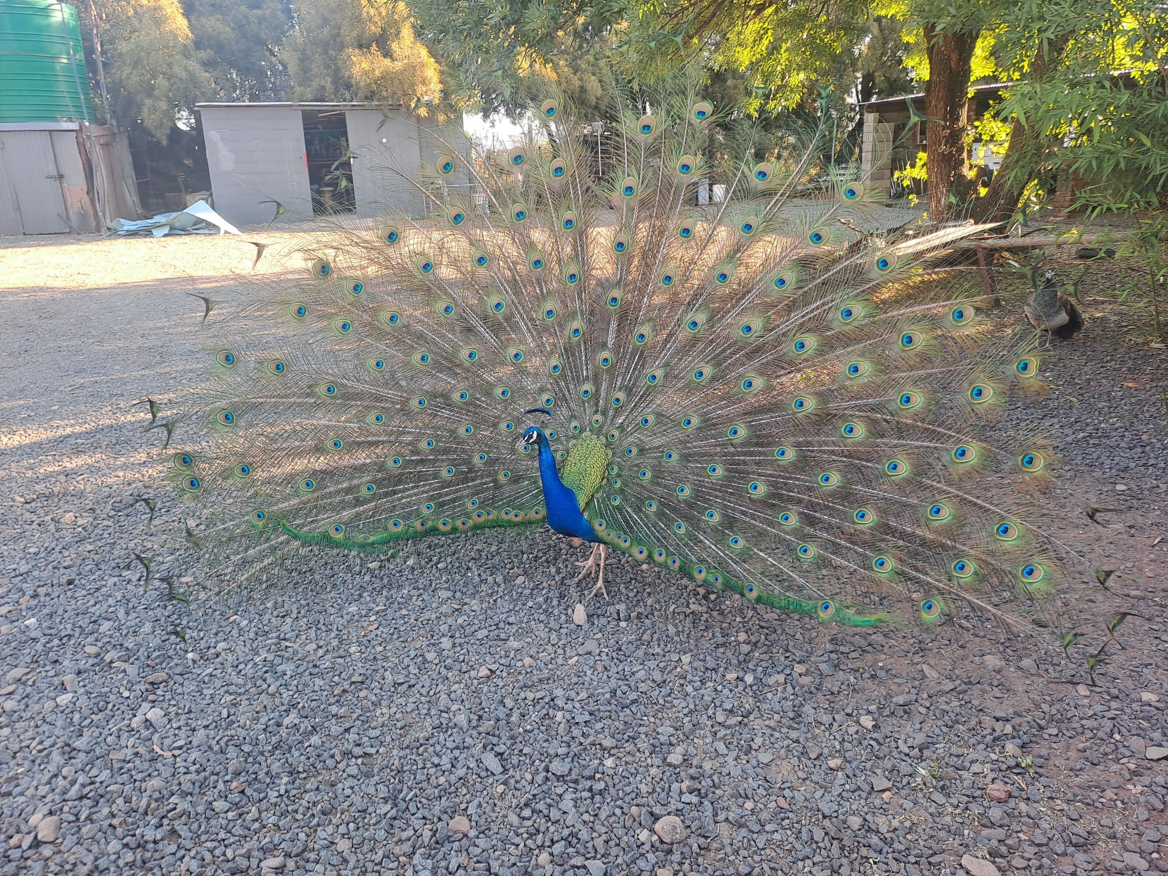 Um pavão com a cauda totalmente aberta em uma área de cascalho, com árvores e um edifício ao fundo.