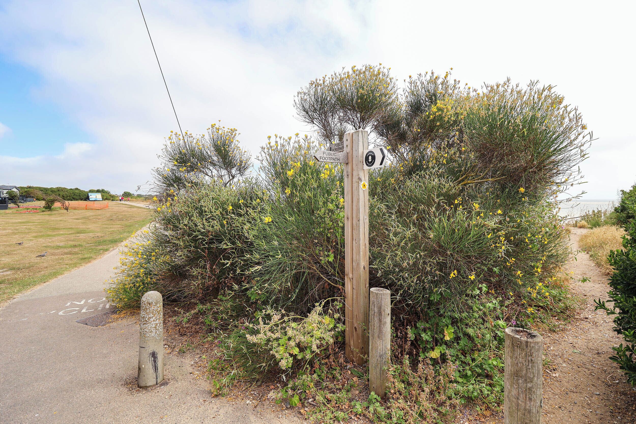 Um poste de madeira com uma placa de sinalização, cercado por arbustos densos e flores amarelas.