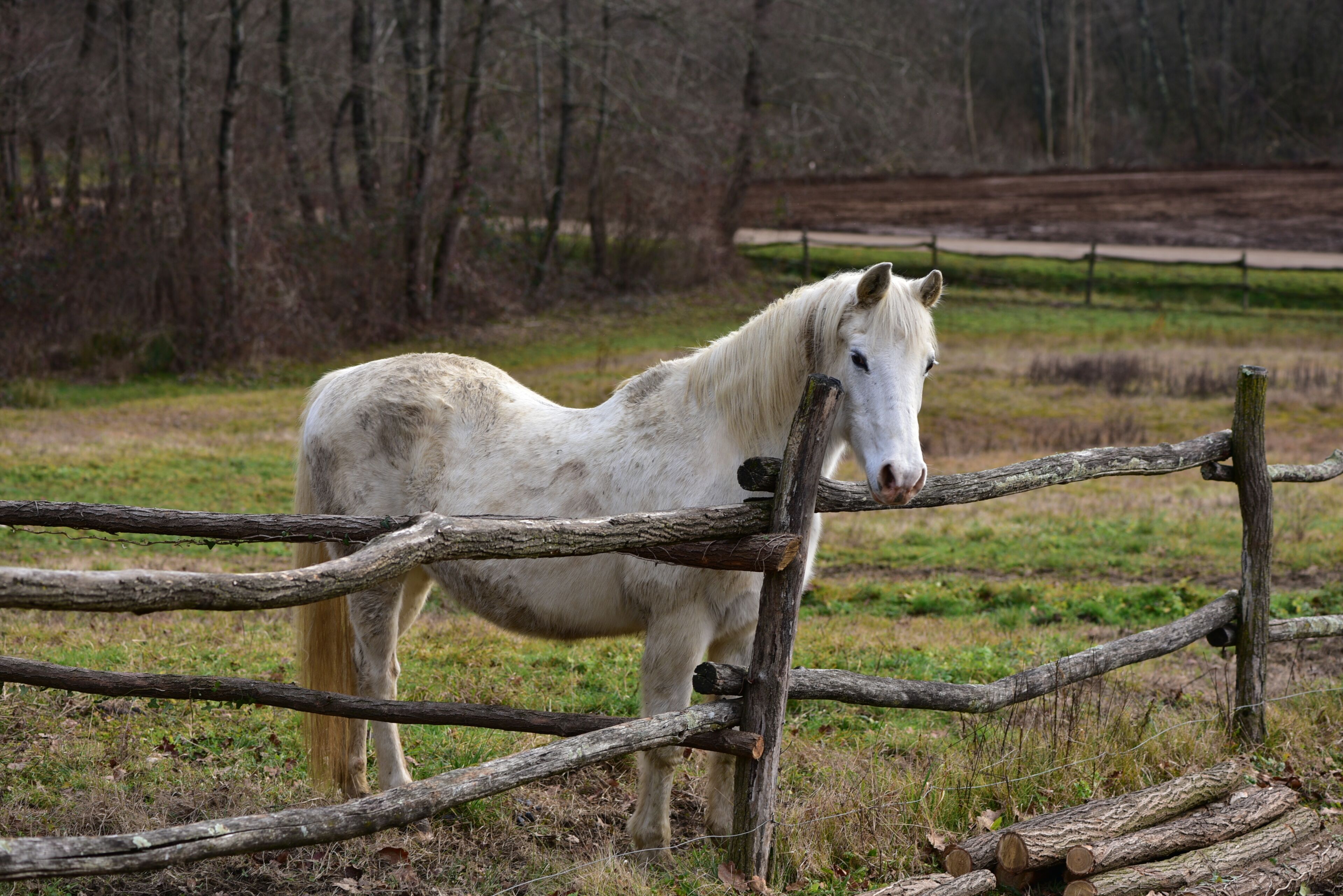 Um cavalo branco atrás de uma cerca de madeira num campo com grama.