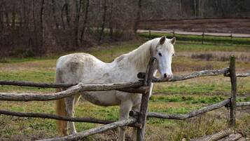 Um cavalo branco atrás de uma cerca de madeira num campo com grama.