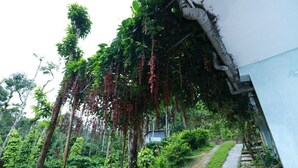 Um caminho estreito ladeado por vegetação exuberante e um edifício com fachada branca.