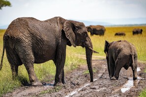 Observação de animais selvagens