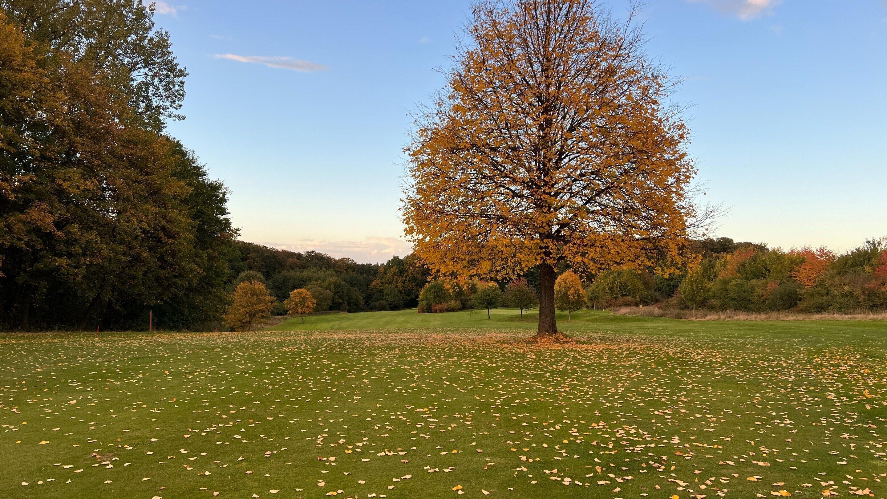 Um campo arborizado com área gramada e folhas caídas.