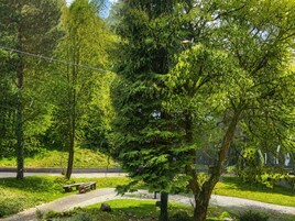 Um parque com um caminho pavimentado, bancos e diversas árvores.