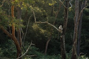 Um macaco empoleirado em um galho numa floresta densa.