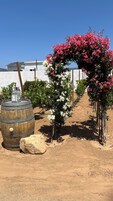 Vinhedo com fileiras de videiras, um barril de madeira e uma rocha.