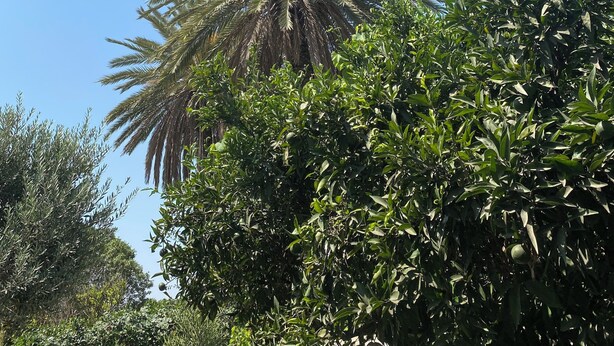 Uma palmeira e folhagem densa contra um céu límpido.