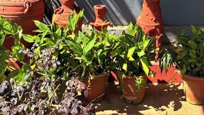 Pared vermelha com decoração metálica geométrica, janela com persianas verdes e vasos de terracota com plantas verdes.