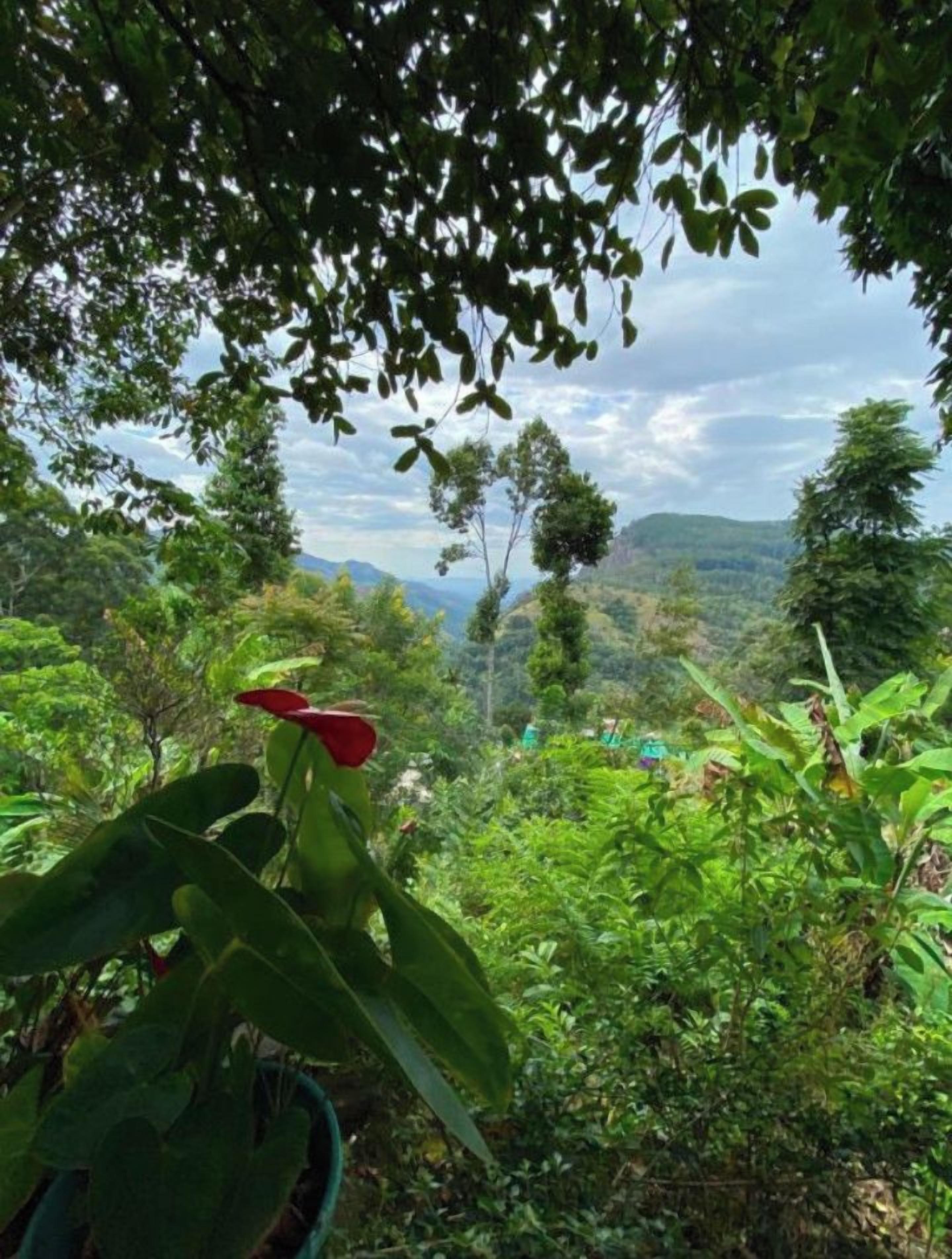 Paisagem verde exuberante com folhagem densa e uma flor vermelha em primeiro plano.