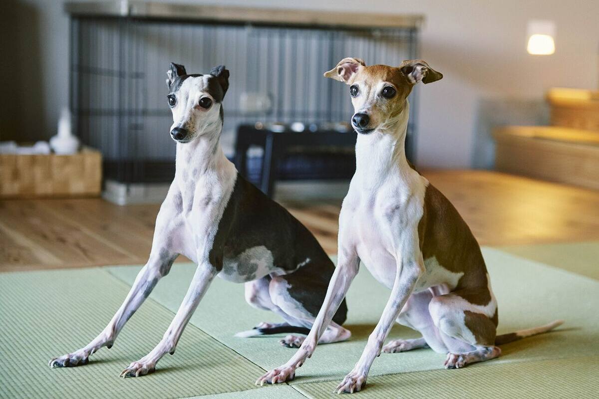 Dois cães sentados num tapete em um quarto com lareira e móveis de madeira.