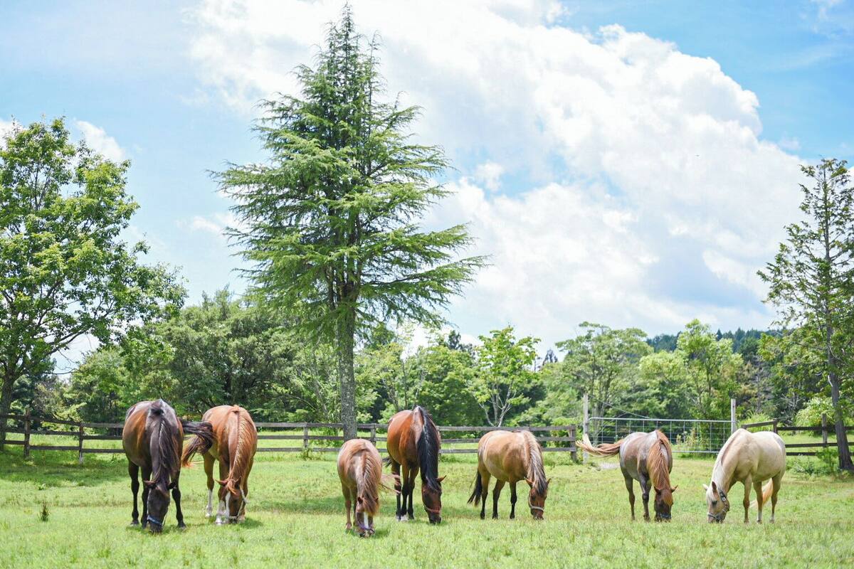 Um grupo de cavalos pastando em um cercado com árvores ao fundo.