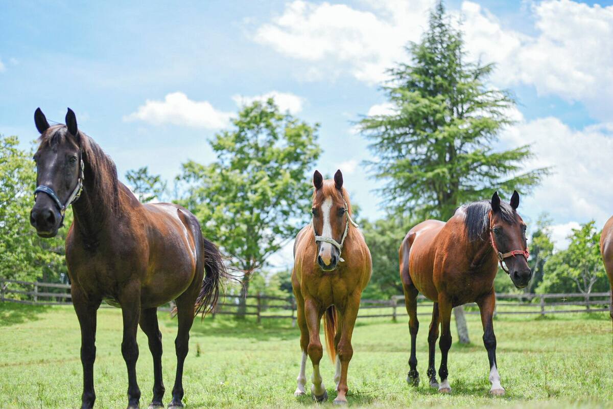 Três cavalos em um campo gramado com árvores e céu azul ao fundo.