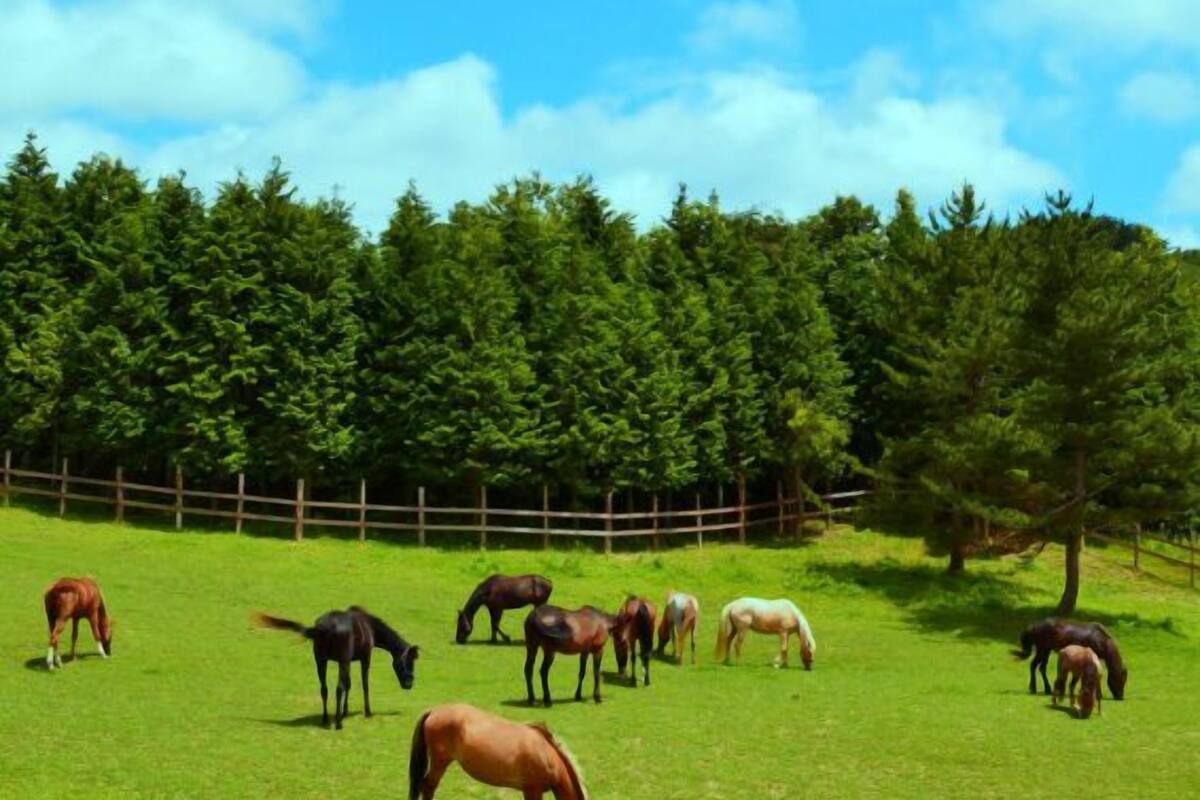 Um campo gramado com cavalos pastando, uma cerca de madeira e uma floresta ao fundo.
