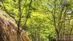 Uma trilha de pedra ladeada por árvores e uma estrutura de bambu.