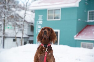 Terrenos do alojamento