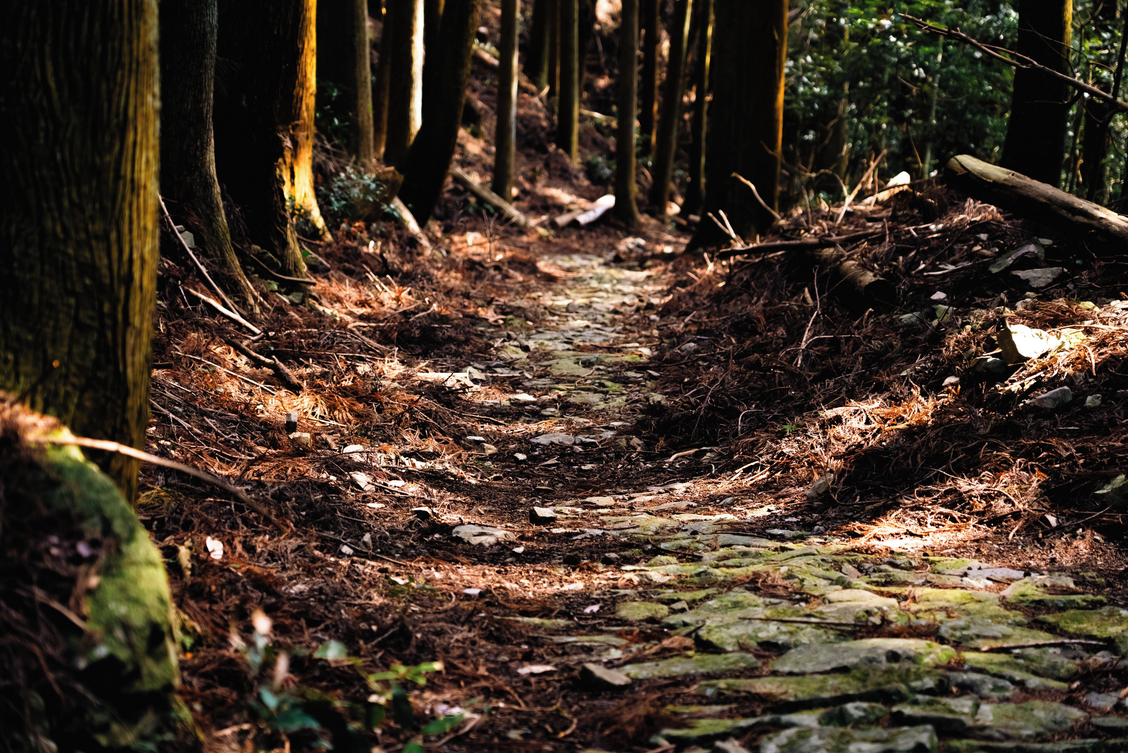 Uma trilha na floresta com pedras cobertas de musgo e árvores.