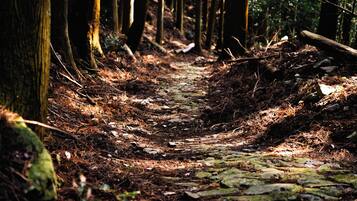 Uma trilha na floresta com pedras cobertas de musgo e árvores.