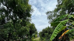 Um caminho de jardim com padrão geométrico de pedras, ladeado por vegetação exuberante e árvores.