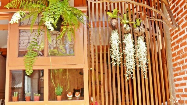 Uma estrutura de madeira com ripas verticais, plantas em vasos e plantas penduradas.