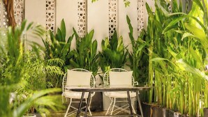Um pátio com duas cadeiras brancas, uma mesa e vegetação exuberante, incluindo uma árvore com flores brancas.