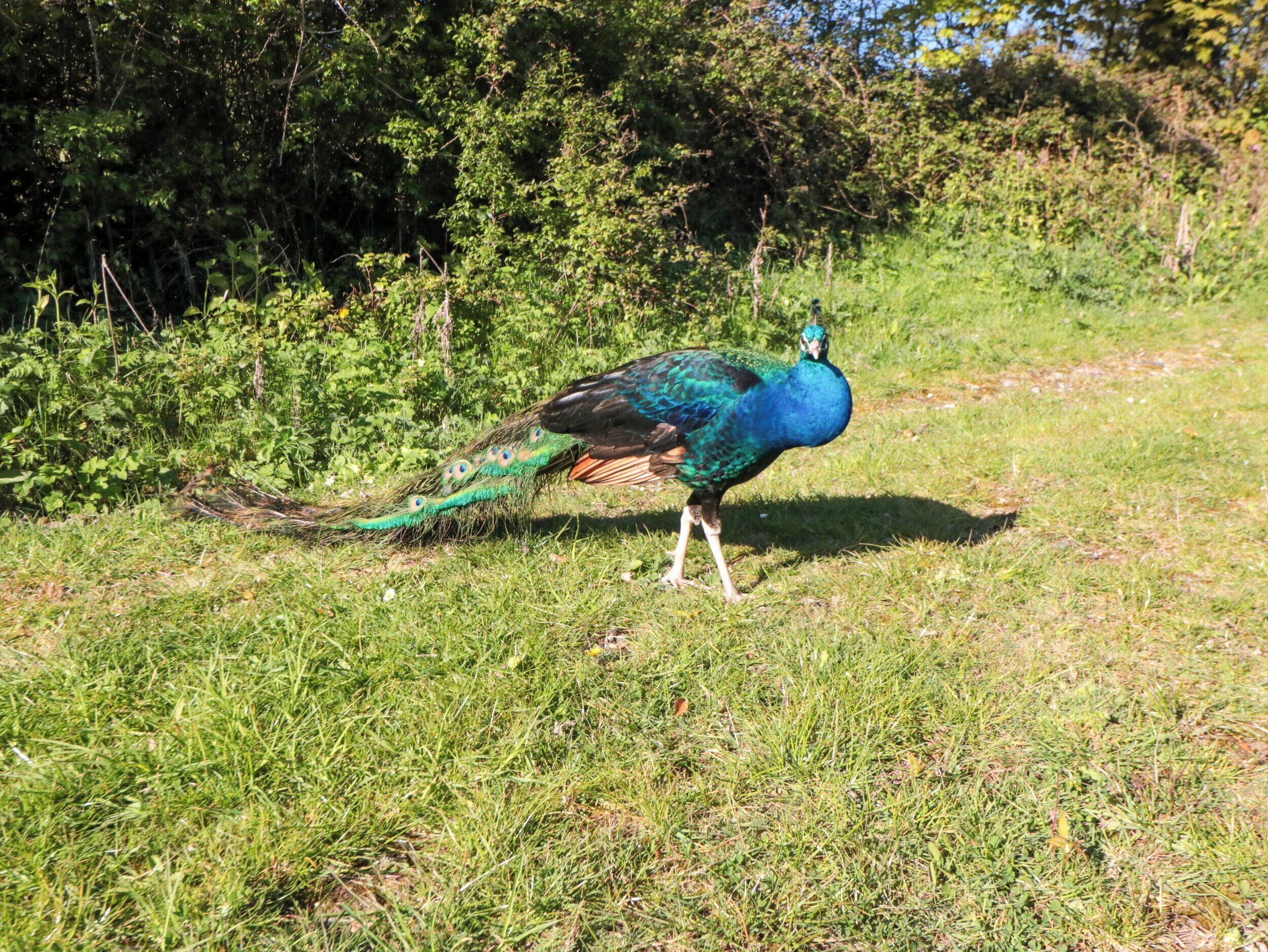 Um pavão em pé na grama, com vegetação densa ao fundo.