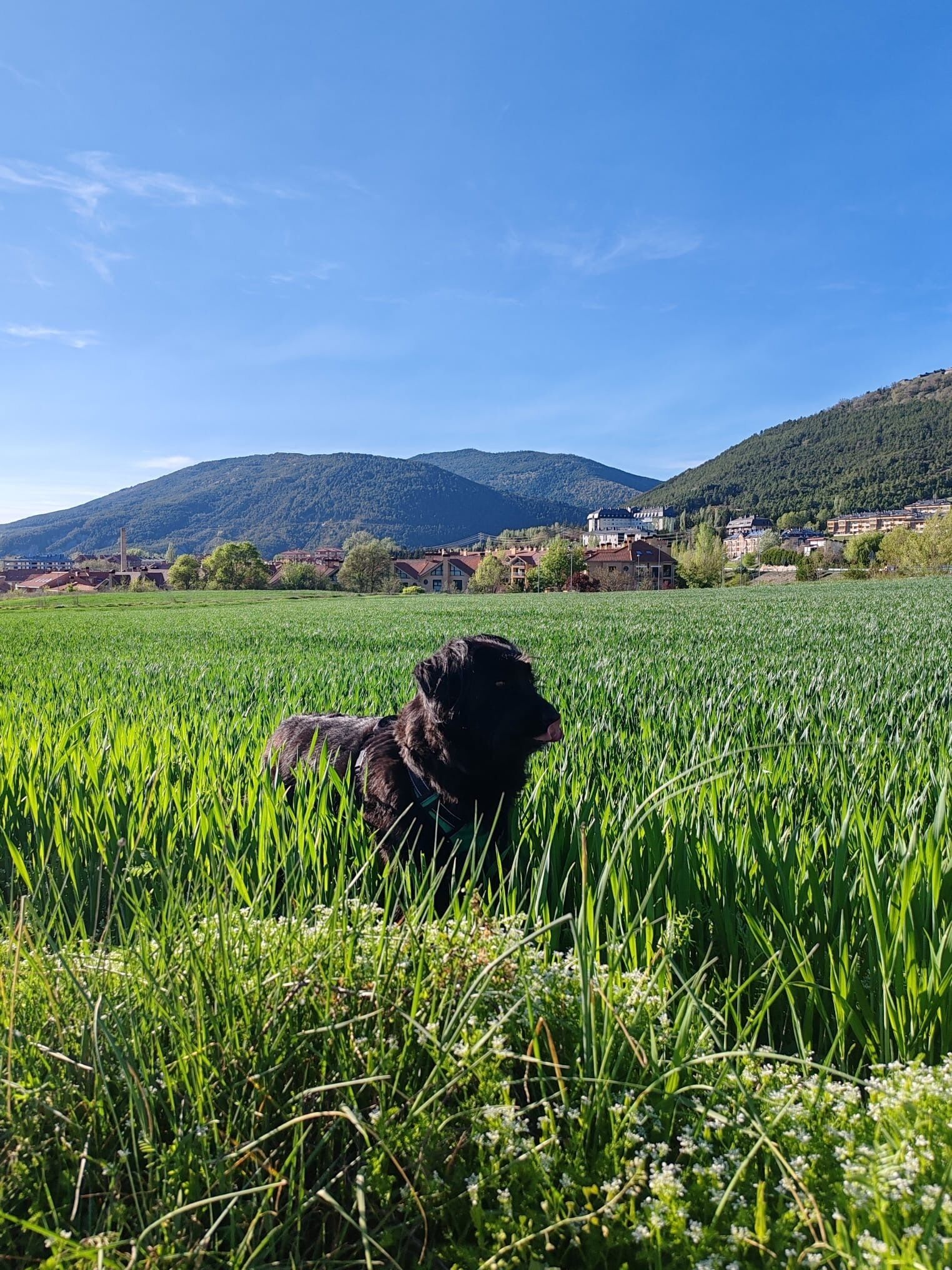Um cão em um campo, com casas e montanhas ao fundo.