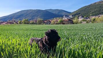 Um cão em um campo, com casas e montanhas ao fundo.