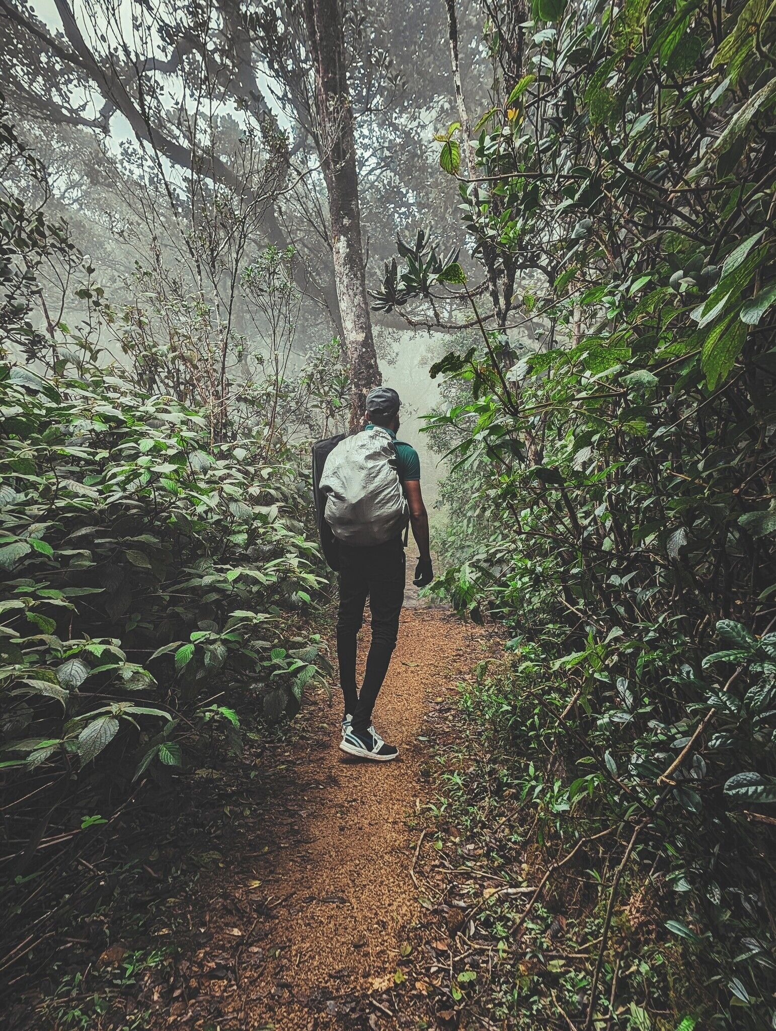 Uma pessoa caminhando por uma trilha na floresta.