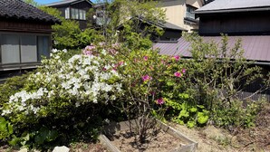 Um bairro residencial japonês tradicional com casas de madeira, um jardim com arbustos floridos e um céu azul límpido.