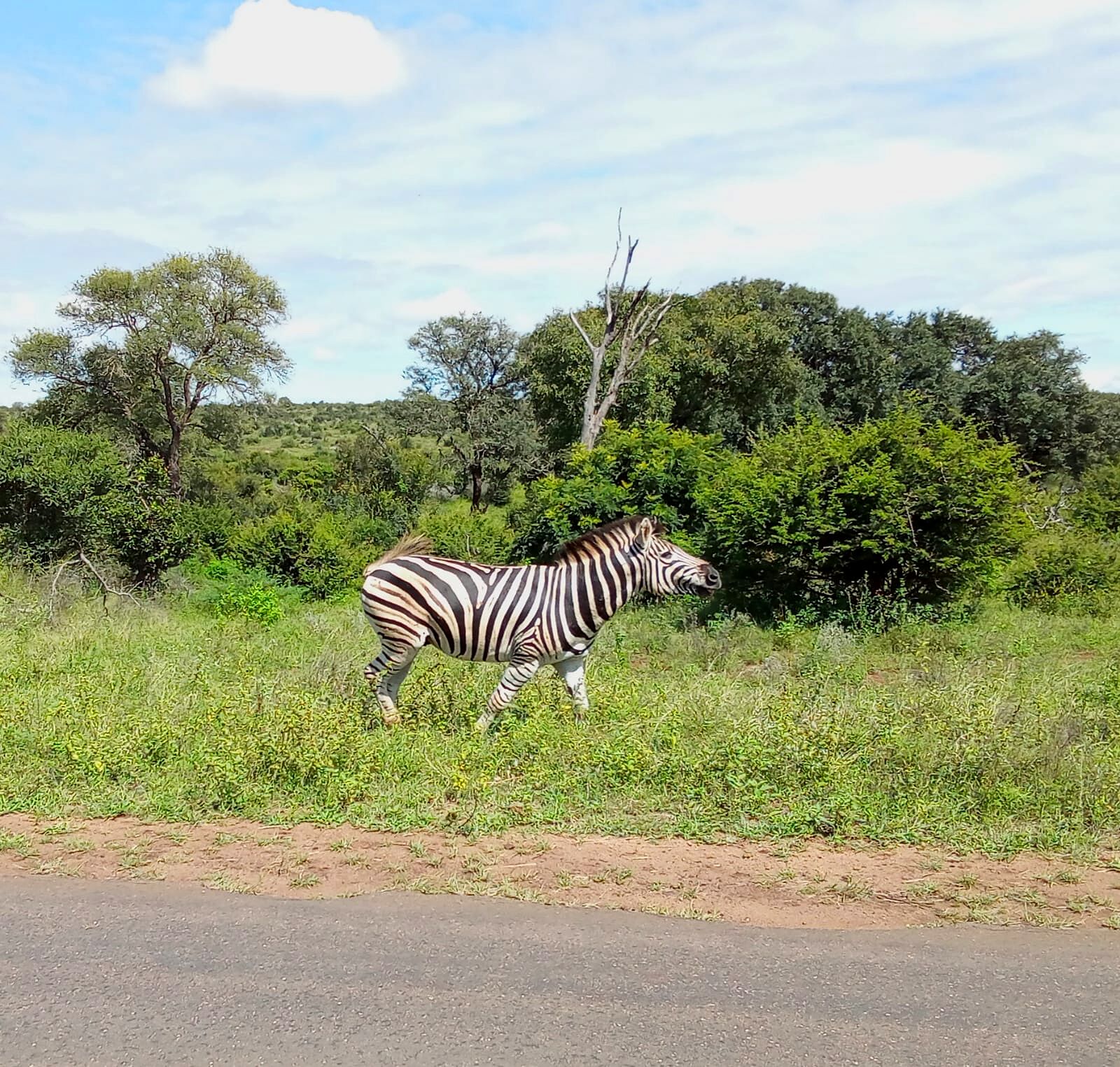 Uma zebra caminhando em uma área gramada com árvores e uma estrada ao fundo.