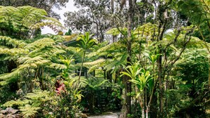 Um caminho cercado por vegetação exuberante e árvores, que leva a um edifício com telhado verde.