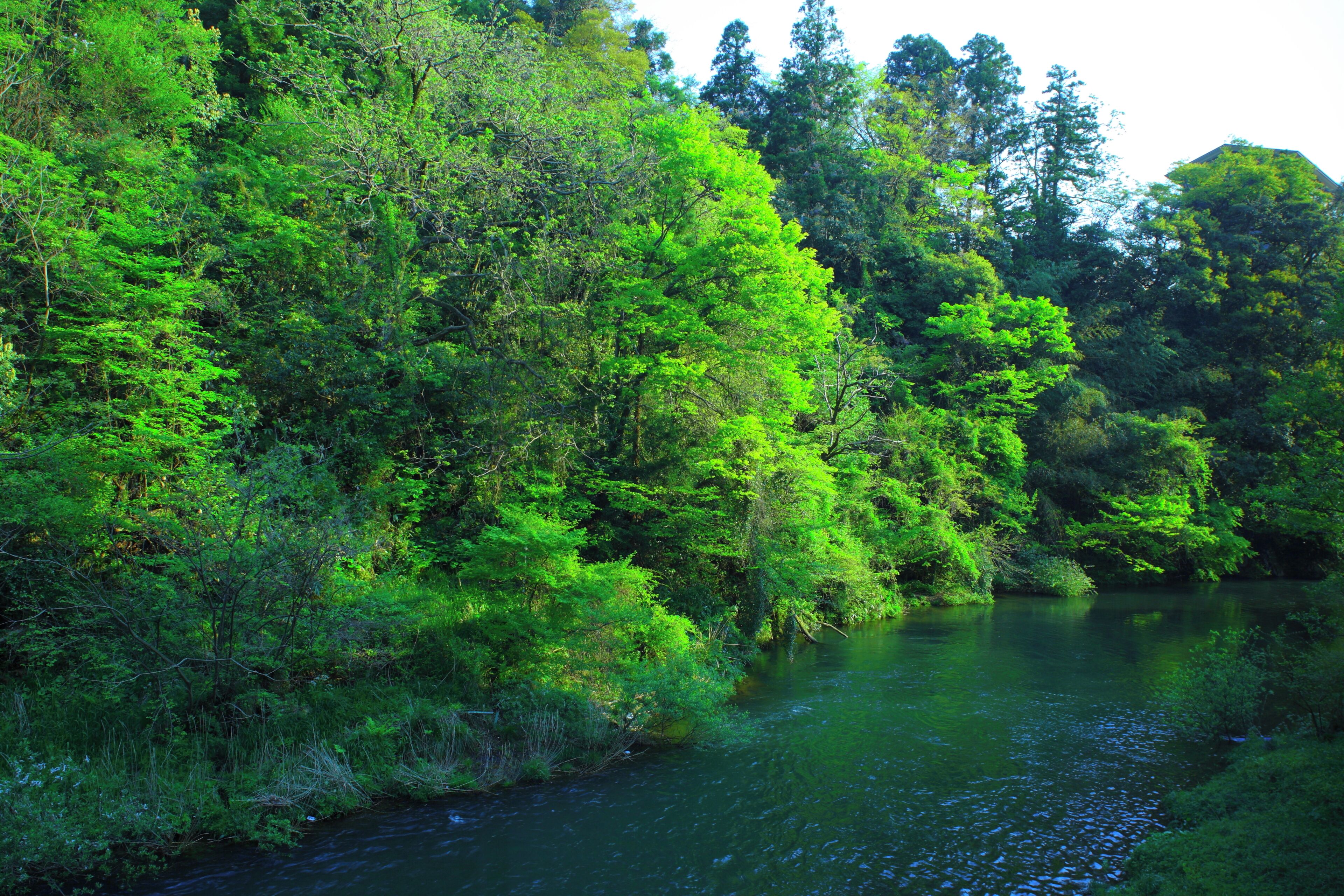 Um rio cercado por uma floresta verde densa.