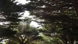 Uma rua arborizada com uma placa que diz 'Coves'.