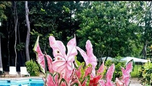 Um jardim com um grande vaso cor-de-rosa sobre um pedestal de pedra, rodeado por vegetação exuberante.