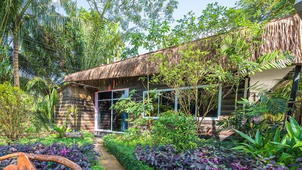 Uma cabana rústica com telhado de palha, rodeada por vegetação exuberante e diversas plantas.