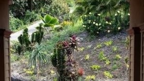 Área externa coberta com parede de pedra e diversas plantas.