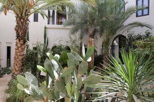 Um pátio com diversos cactos e palmeiras, um edifício com janelas em arco e uma parede branca com detalhes decorativos.
