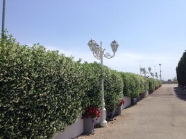 Área da propriedade