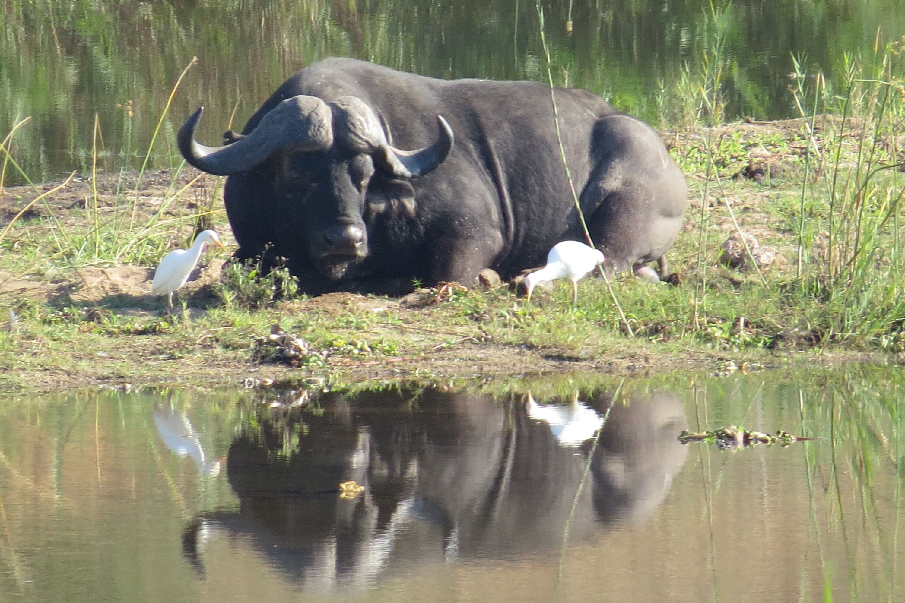 Um búfalo grande perto de um corpo d'água calmo, com reflexos, cercado por grama e duas aves brancas.
