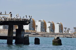 Um cais com aves pousadas, com vista para uma orla moderna com edifícios e palmeiras.